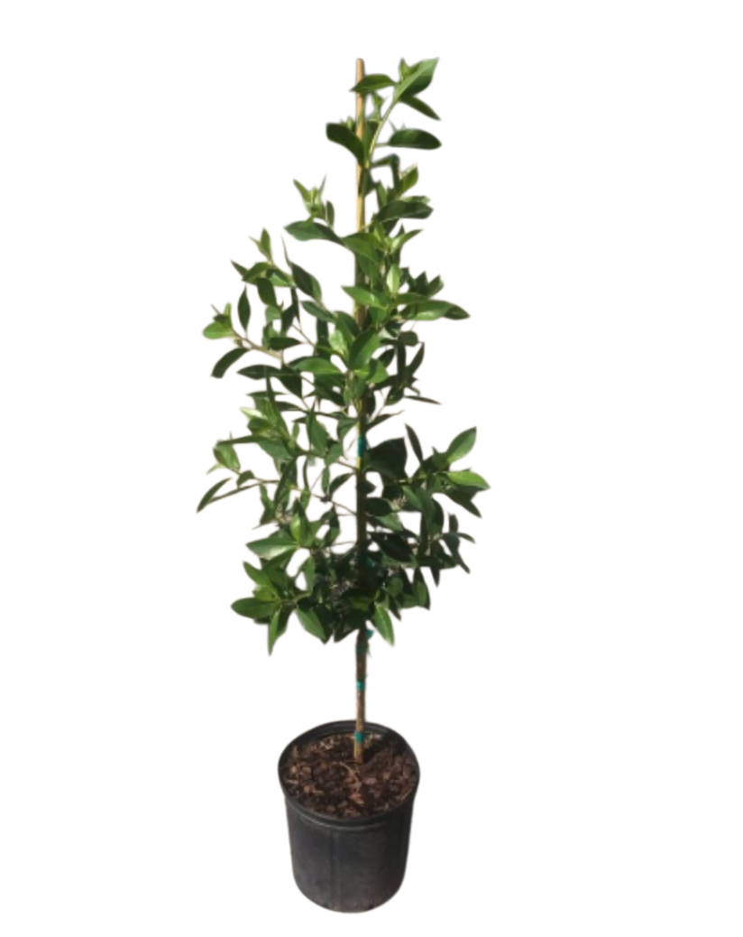 Green Buttonwood (Tree) – Conocarpus erectus Plants for Sale Miami | We ...