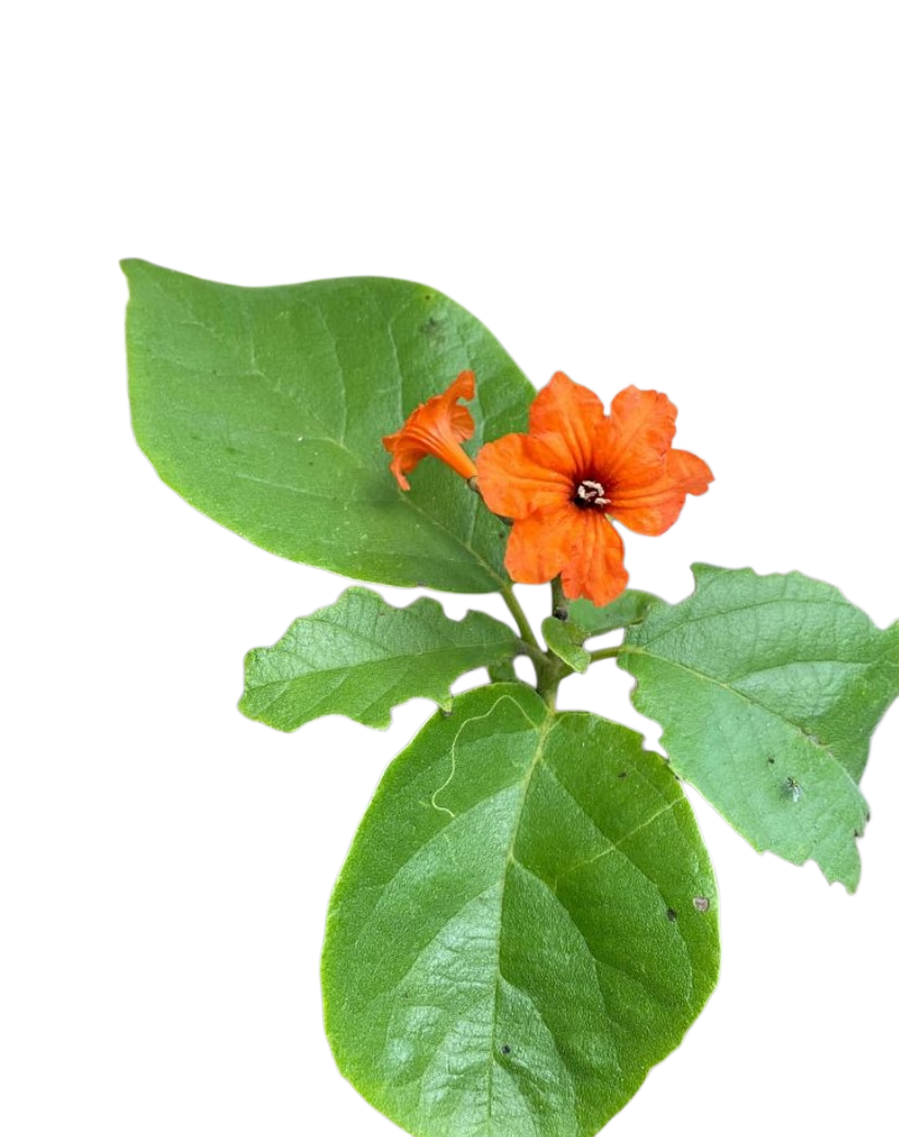 Orange geigertree, Largeleaf geigertree – Cordia sebestena Plants for ...