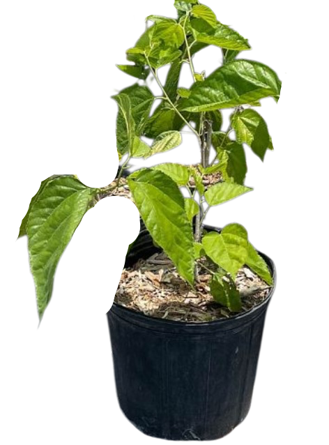 Moral rojo – morus rubra Plants for Sale Miami | We Ship in Florida ...