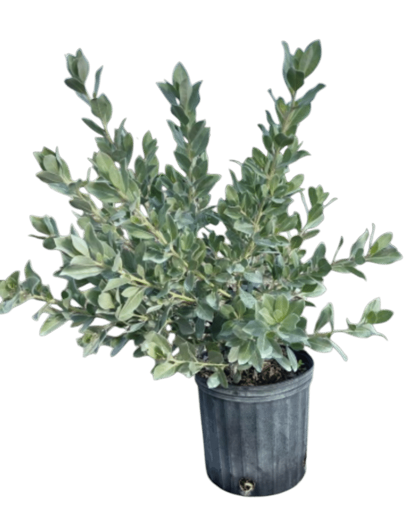 Silver Buttonwood (Bush) – Conocarpus erectus ‘Sericeus’ Plants for ...