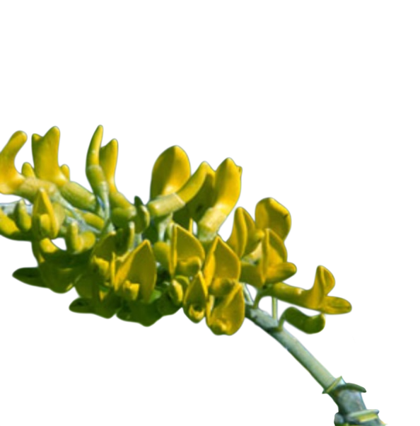 Yellow necklacepod – Sophora tomentosa var. truncata Plants for Sale ...