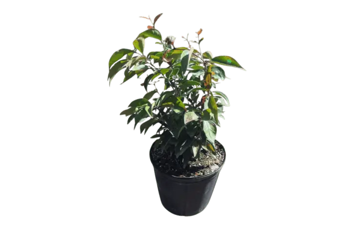 Wild-lime, Lime prickly-ash – Zanthoxylum fagara Plants for Sale Miami ...