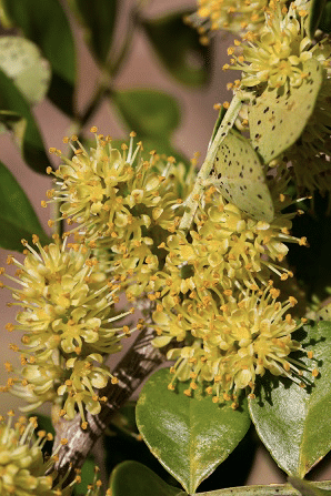 Wild-lime, Lime prickly-ash – Zanthoxylum fagara - Smarty Plants Nursery