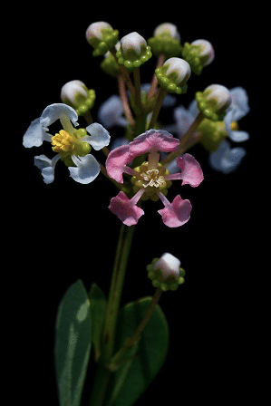 Locustberry – Byrsonima lucida - Smarty Plants Nursery