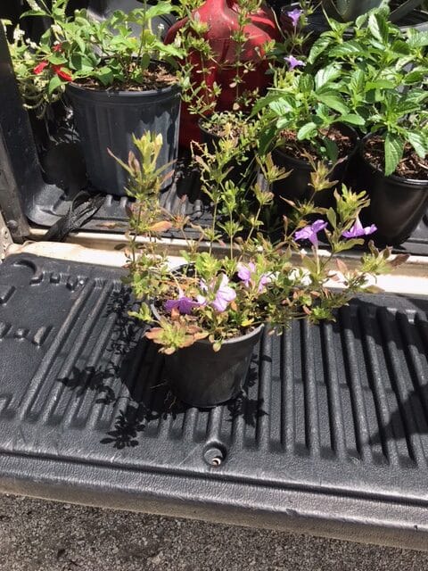 Carolina Wild Petunia – Ruellia caroliniensis - Smarty Plants Nursery