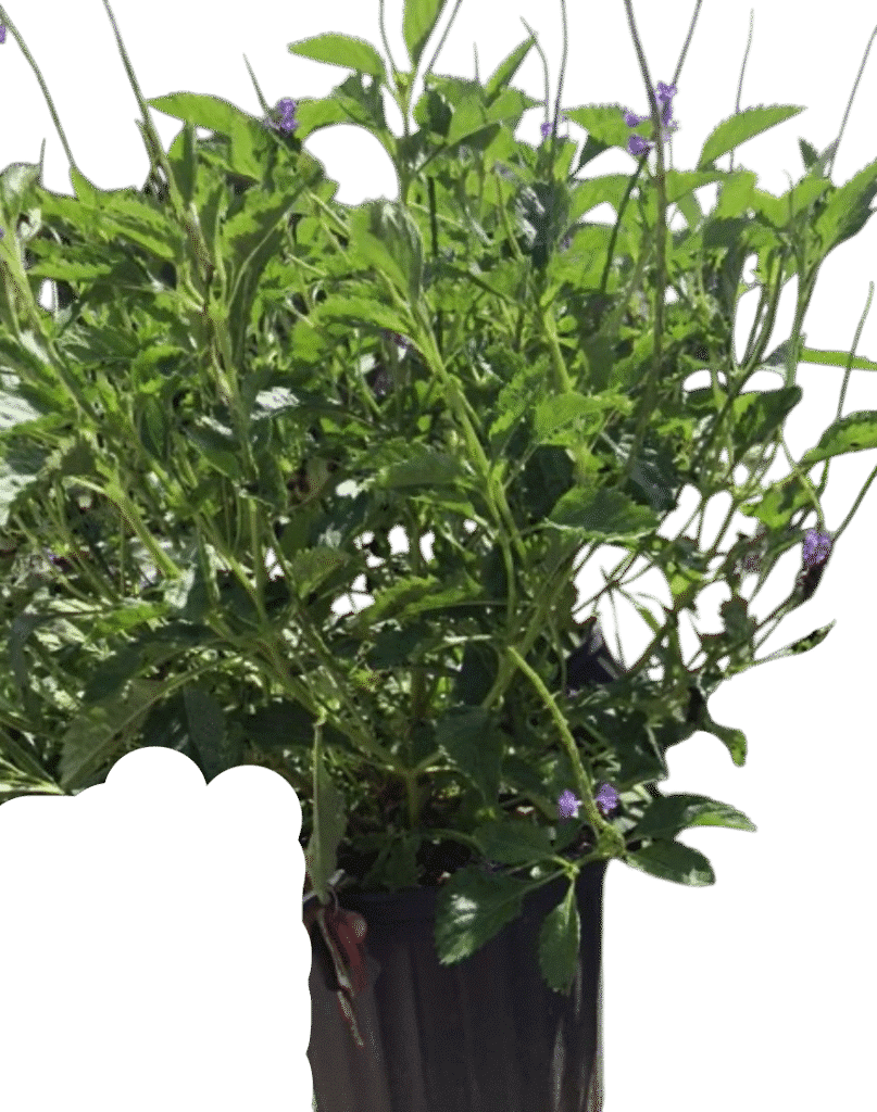 Florida Native Porterweed – Stachytarpheta jamaicensis Plants for Sale ...