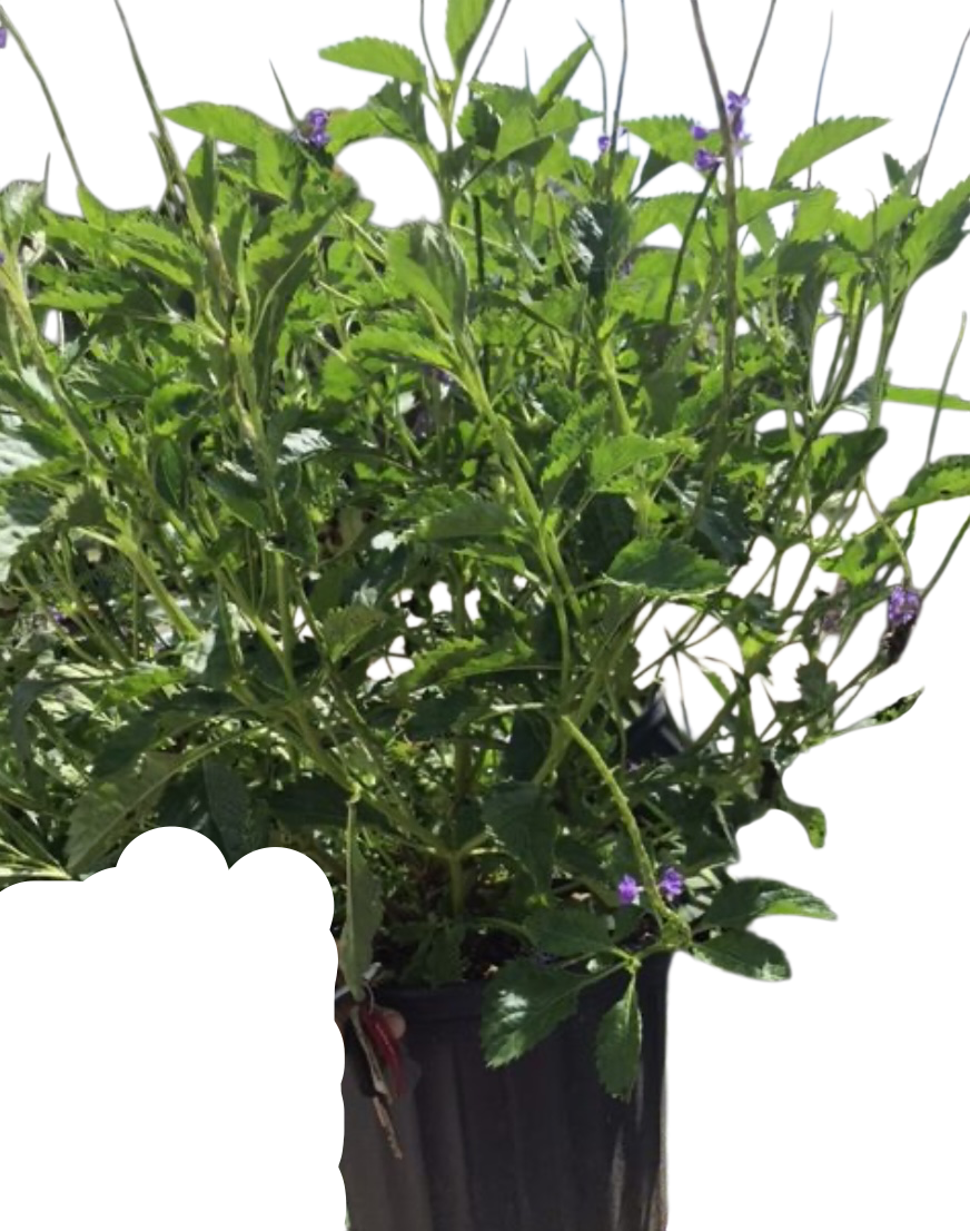 Florida Native Porterweed – Stachytarpheta jamaicensis Plants for Sale ...