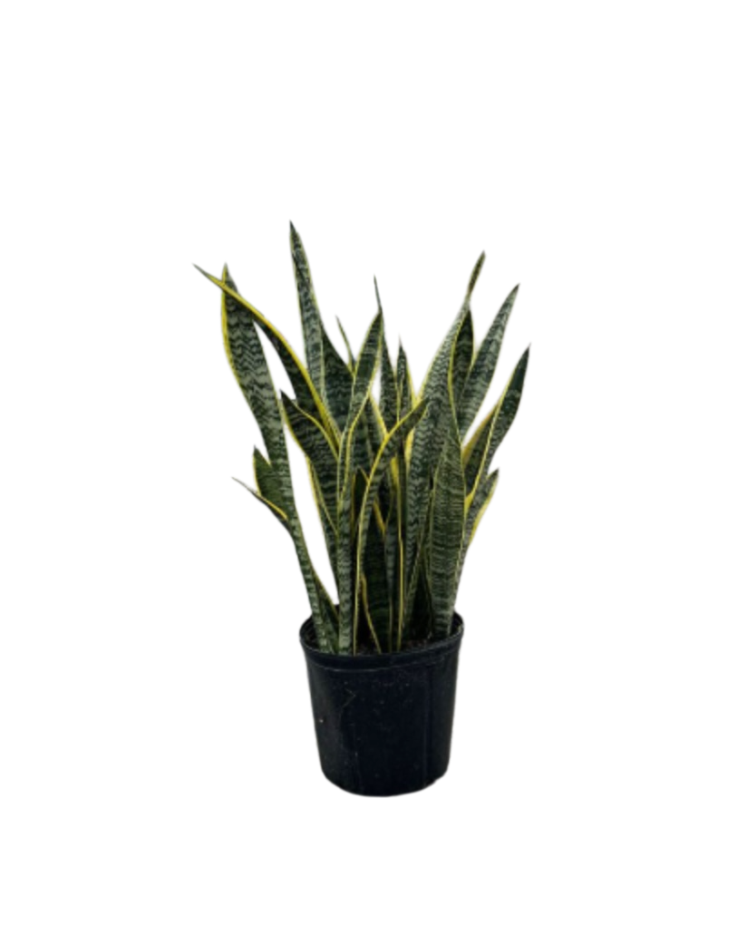 Snake Plant, Mother in law’s tongue, Bowstring hemp – Sansevieria ...