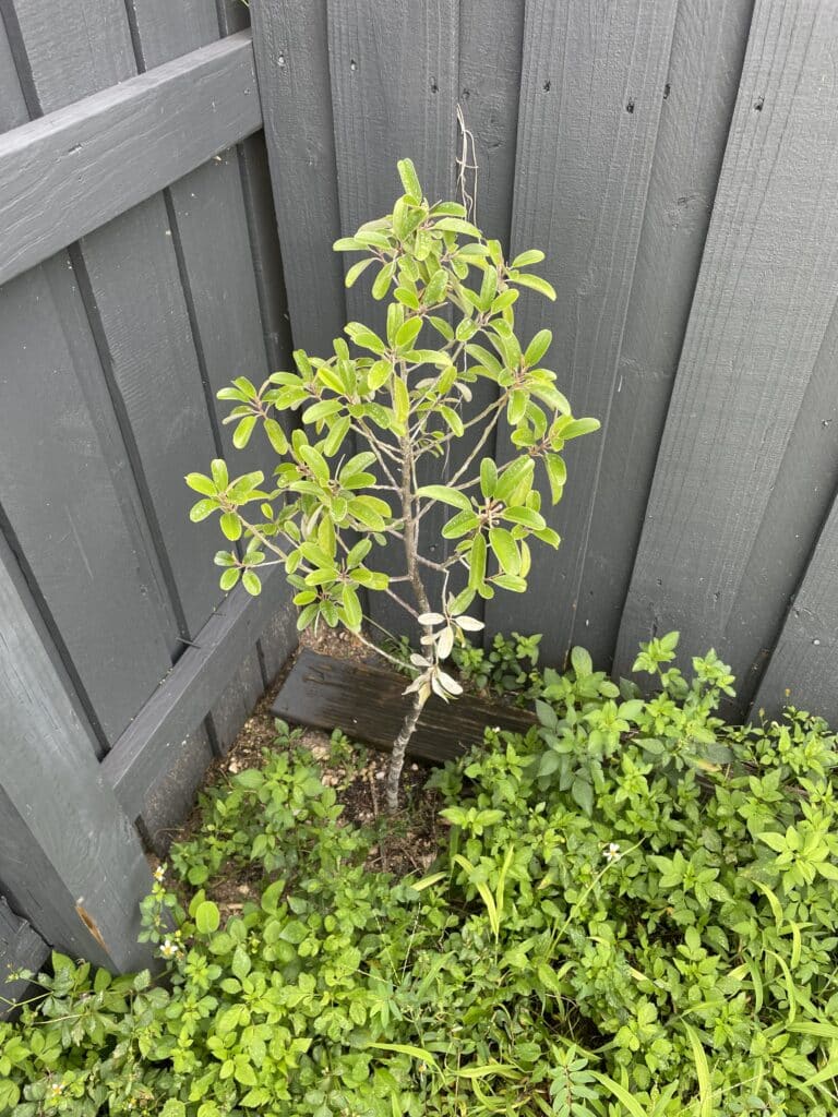 Jamaican Caper (Tree) – Quadrella cynophallophora Plants for Sale Miami ...