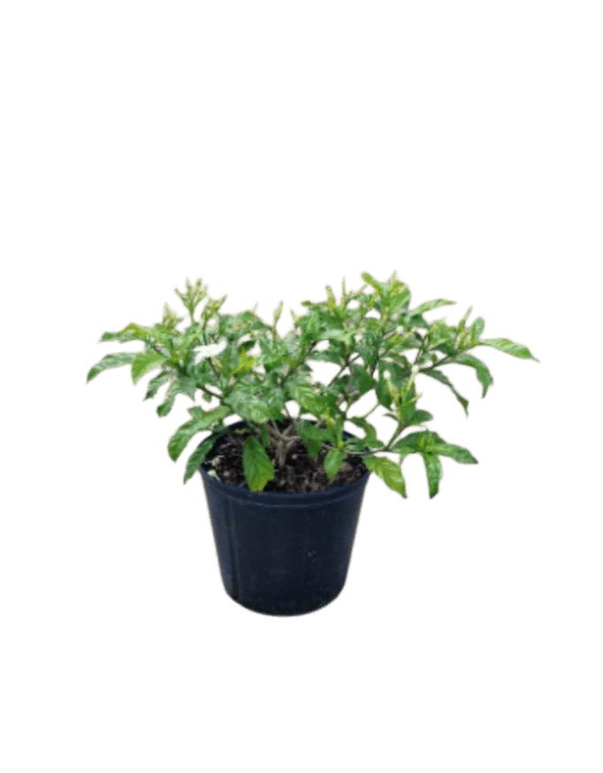 Pinwheel Jasmine – Tabernaemontana divaricata ‘Pinwheel Jasmine’ Plants ...