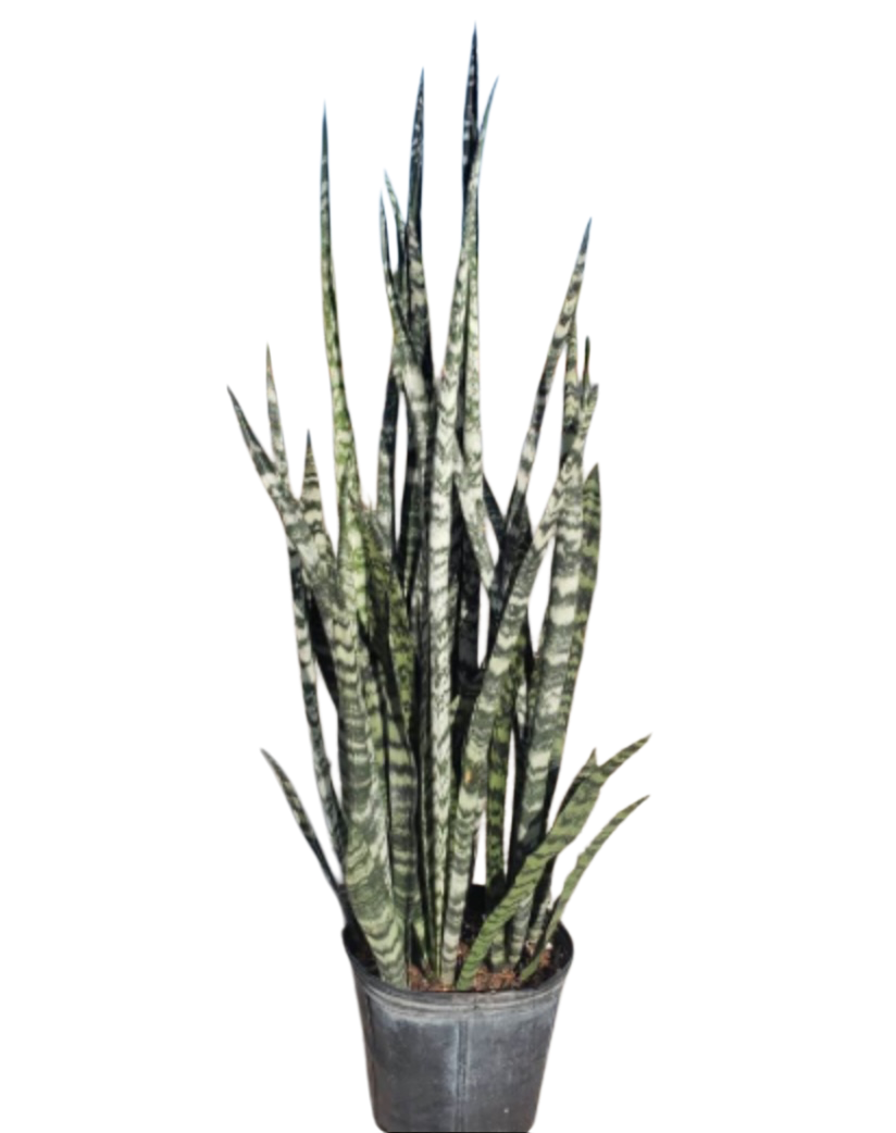 Snake Plant, Mother in law’s tongue, Bowstring hemp, Viper’s bowstring ...