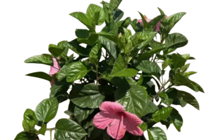 Desert Cassia – Senna polyphylla Plants for Sale Miami | We Ship in ...