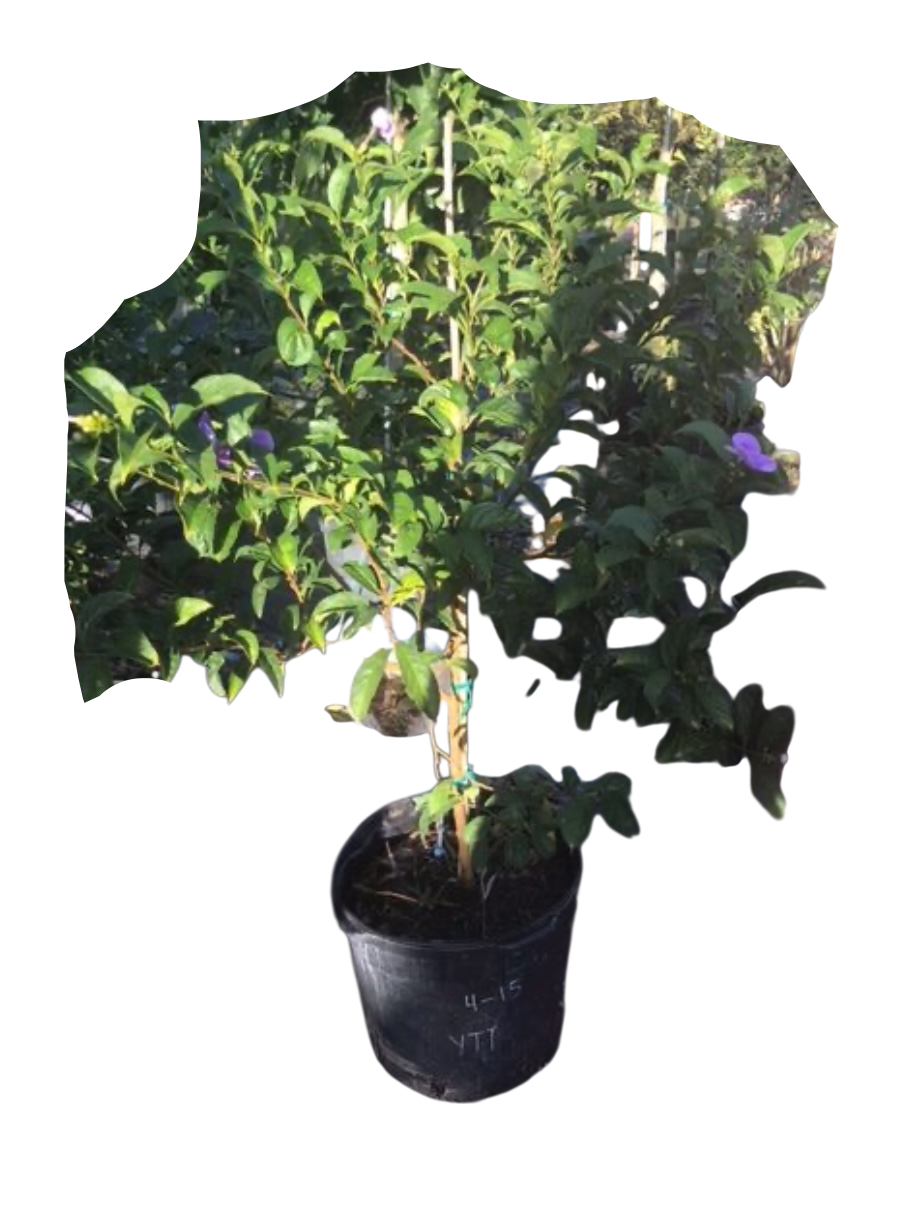 Yesterday Today Tomorrow (Tree) – Brunfelsia grandiflora Plants for ...
