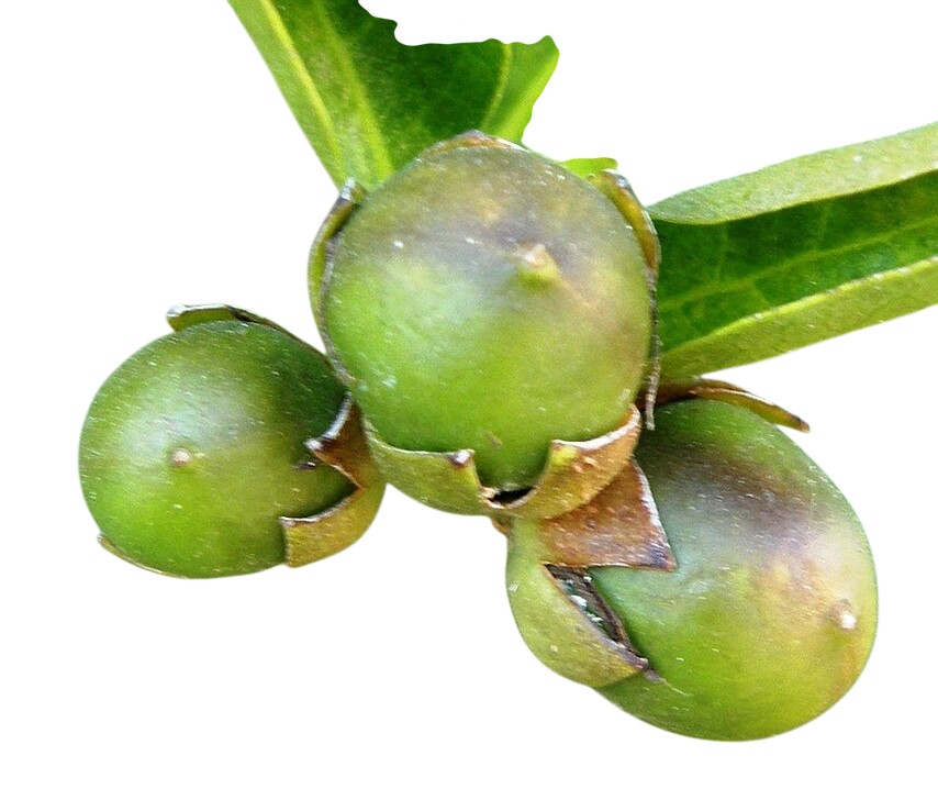 Yesterday Today Tomorrow (Tree) – Brunfelsia grandiflora Plants for ...