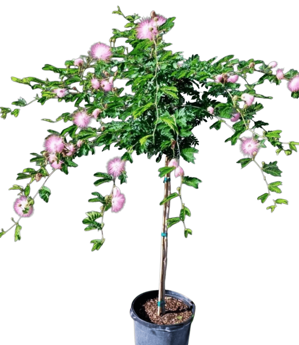 Pink powderpuff – calliandra surinamensis Plants for Sale Miami | We ...