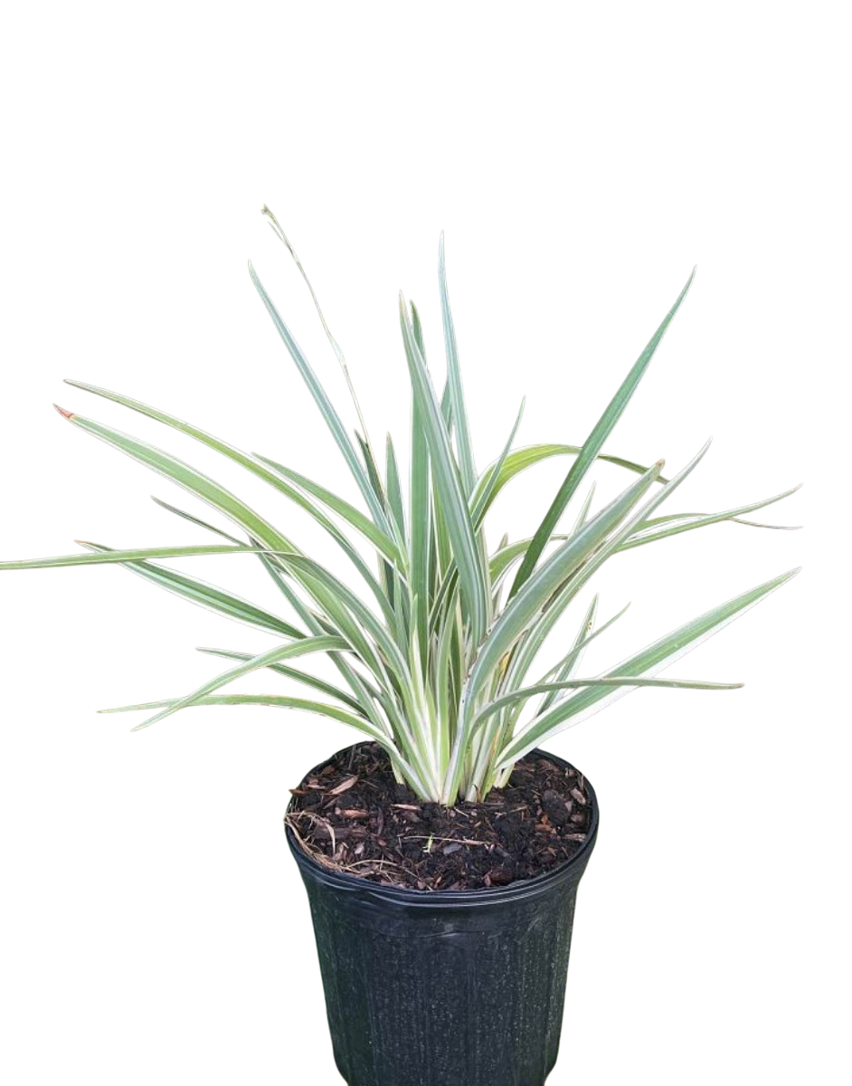 Flax Lily, Tasmanian Flax Lily – Dianella tasmanica Plants for Sale ...