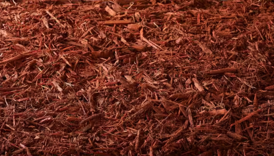 Mantillo rojo Plants for Sale Miami | We Ship in Florida | Smarty ...